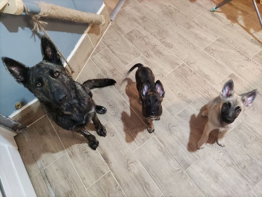 Гаврик ждёт хозяина