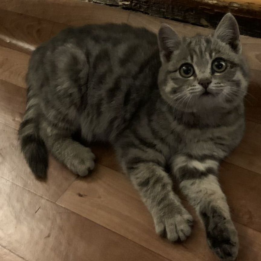 Абиссинский котёнок