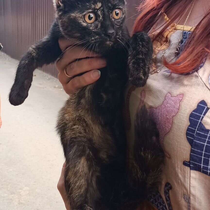Котенок чудо малышка очень хочет домой