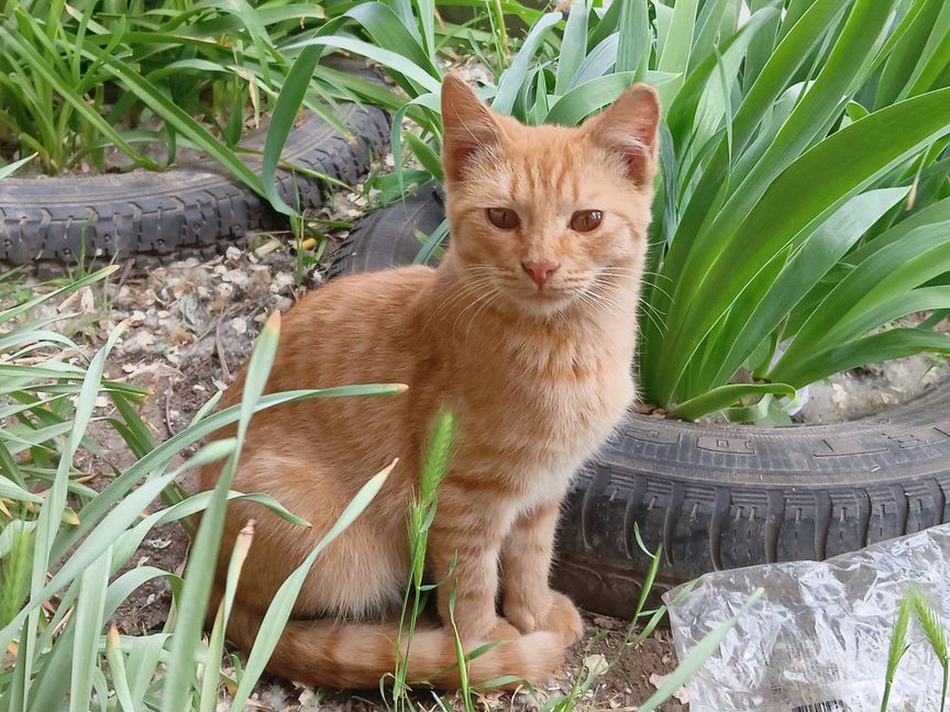 Котам и кошкам нужен дом, живут на улице