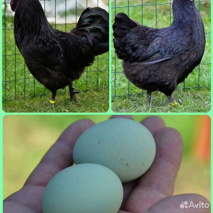 Семья кур Ухейилюль