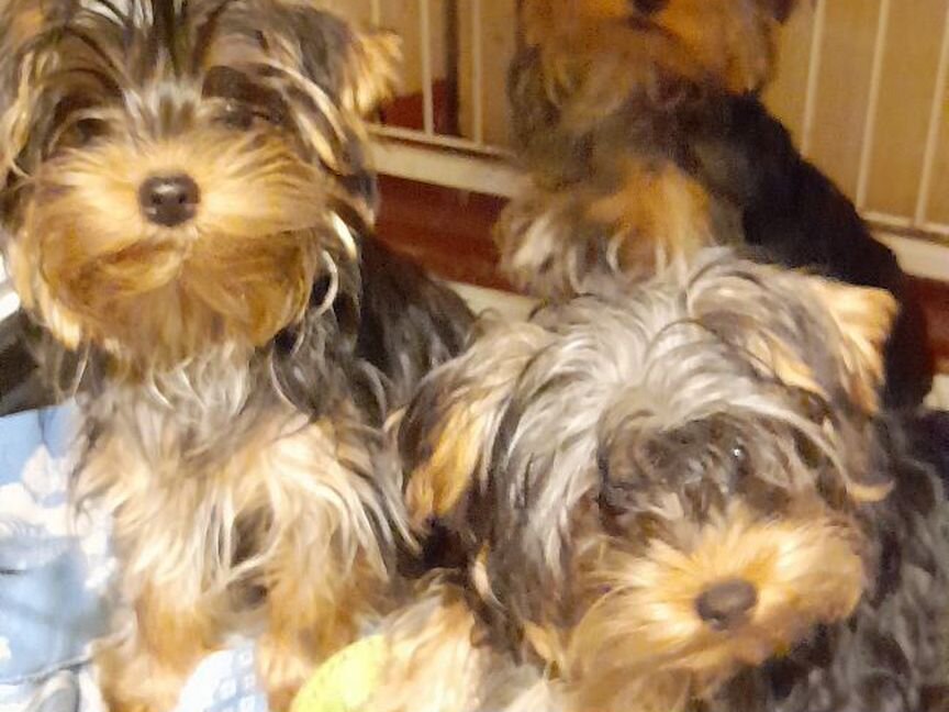 Йоркширский терьер