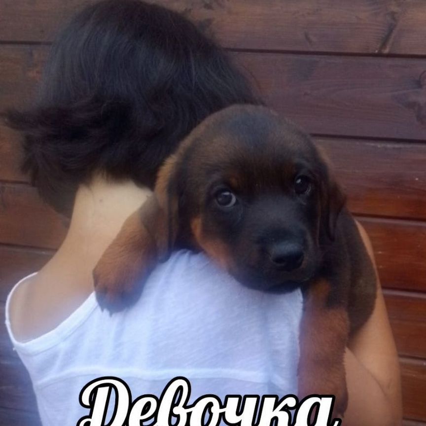 Собака в добрые руки щенок
