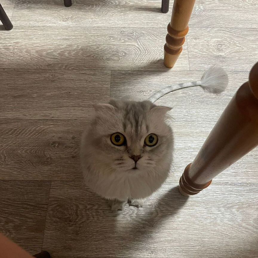 Шотланская вислаухая Кошка в добрые руки