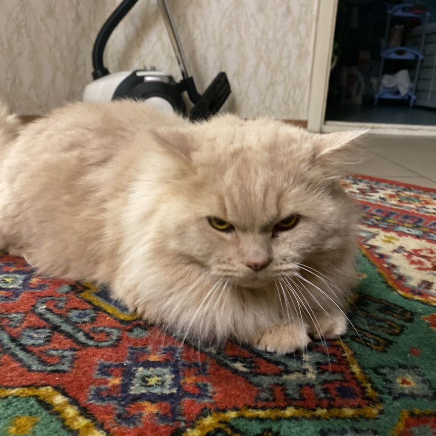 Кот барсик