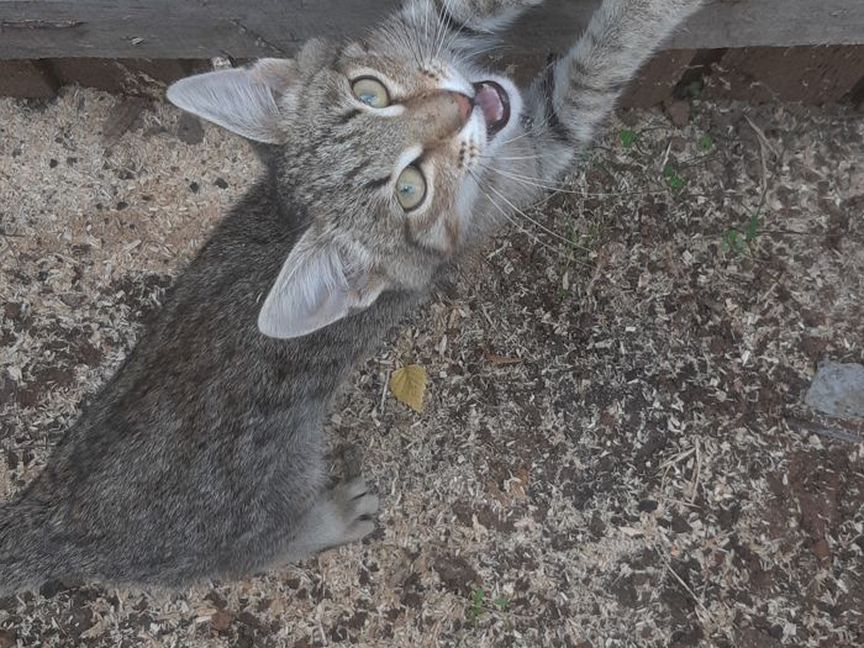 Котики бесплатно в добрые руки