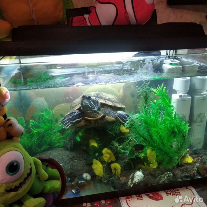 Милая черепашка красноухая взрослая