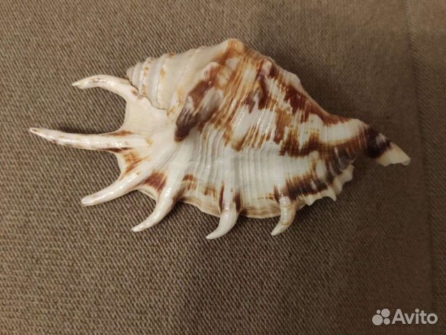 Ракушка морская большая