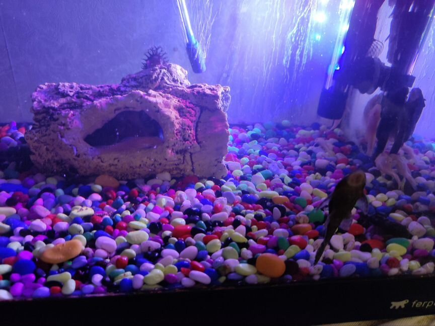 Продам сомиков