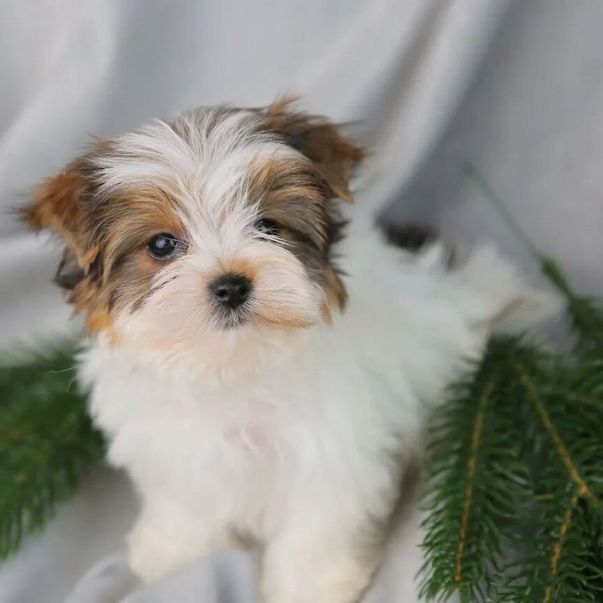 Бивер-йоркширский терьер, щенок