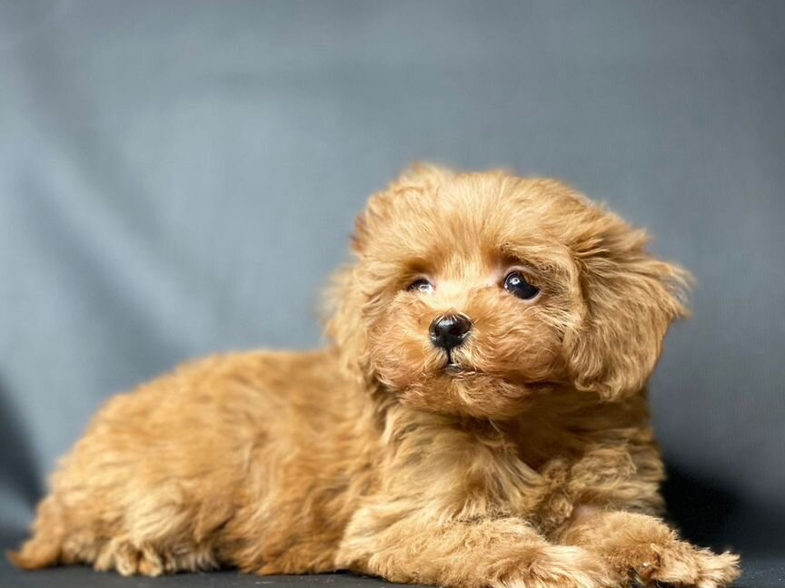 Щенки мальтипу f1 мини