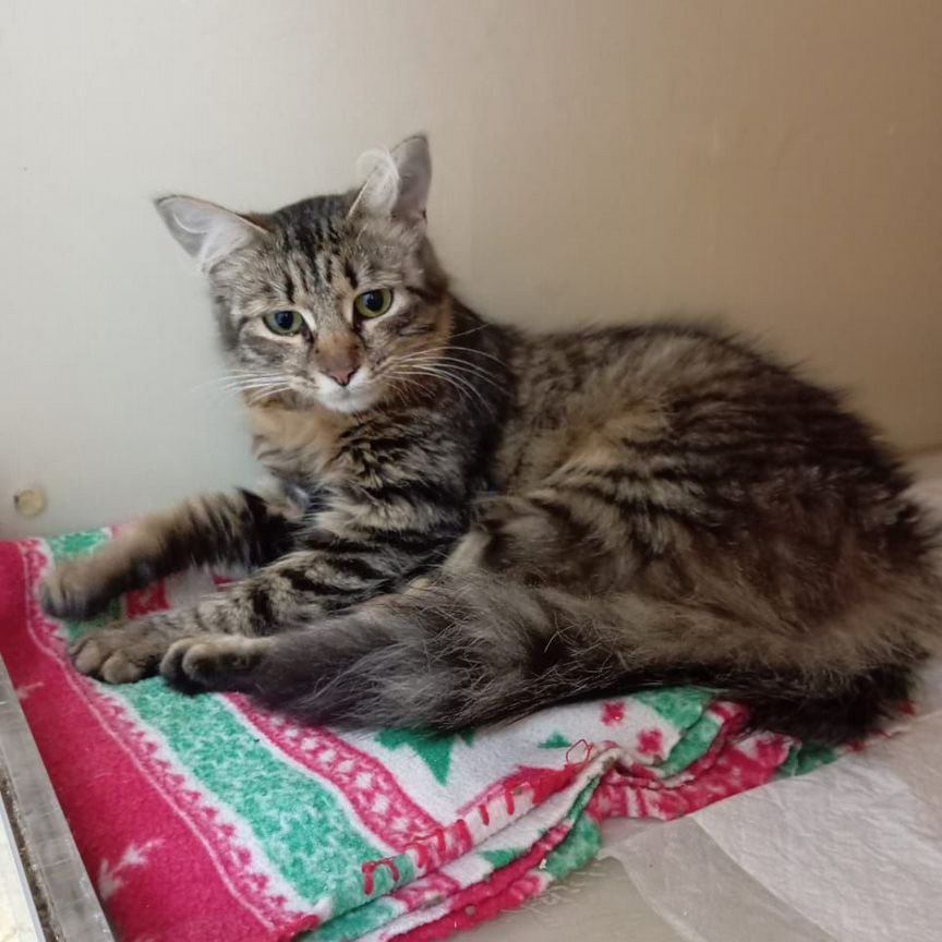 Котёнок Лариса ищет свою семью )