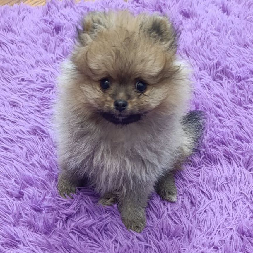 Померанский шпиц, щенок
