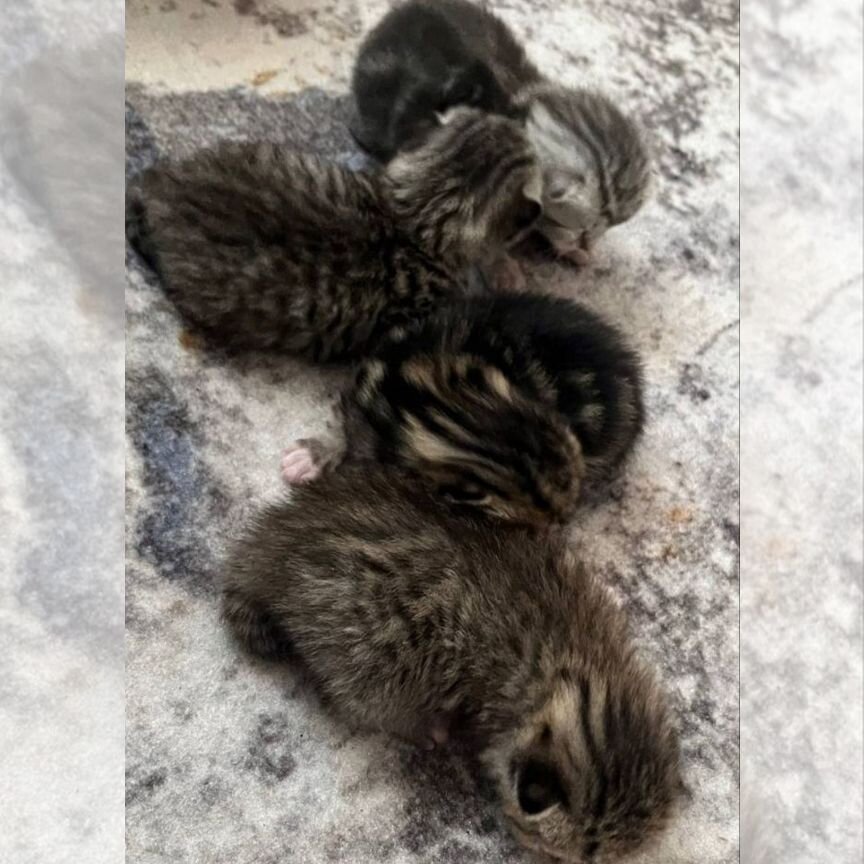 Шотландский вислоухий короткошёрстный котёнок