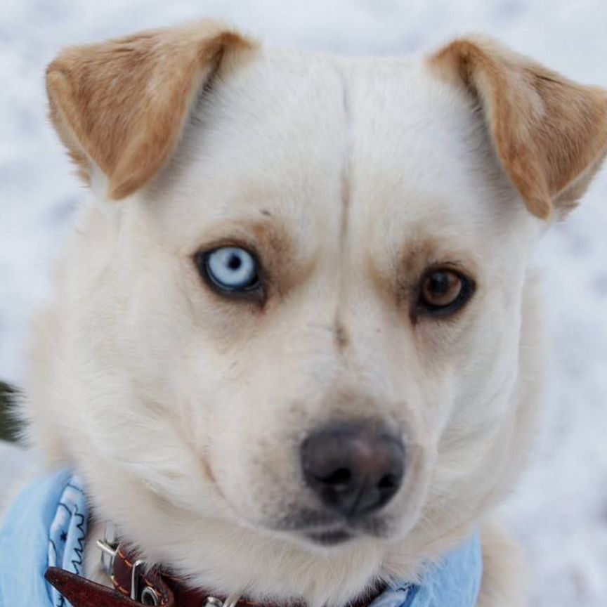 Взрослая собака в добрые руки