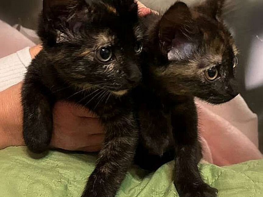 Котята малыши в подвале