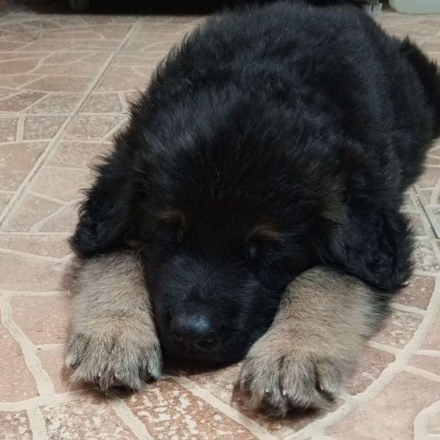 Немецкая овчарка, щенок