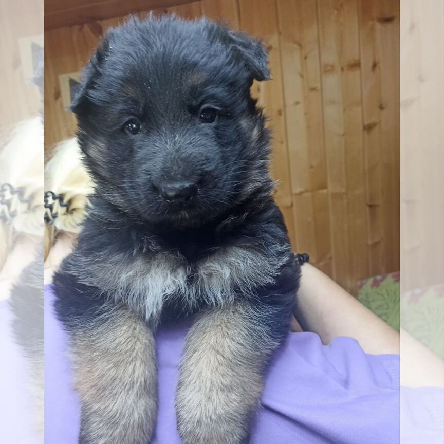 Немецкая овчарка, щенок