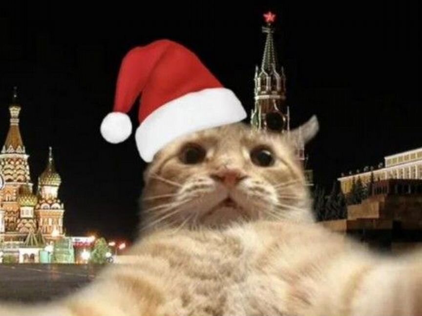 Нашёл кота пишите чей