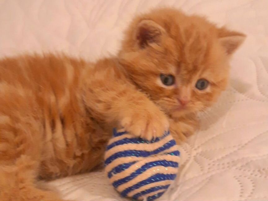 Шотландский мальчик