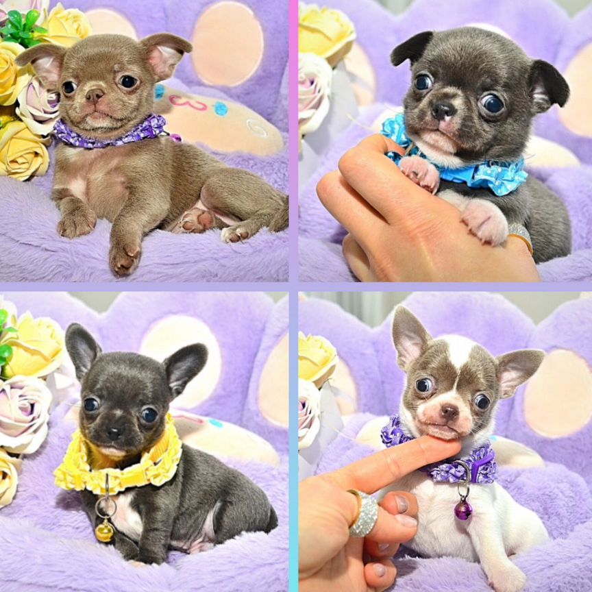 Чихуахуа, щенок