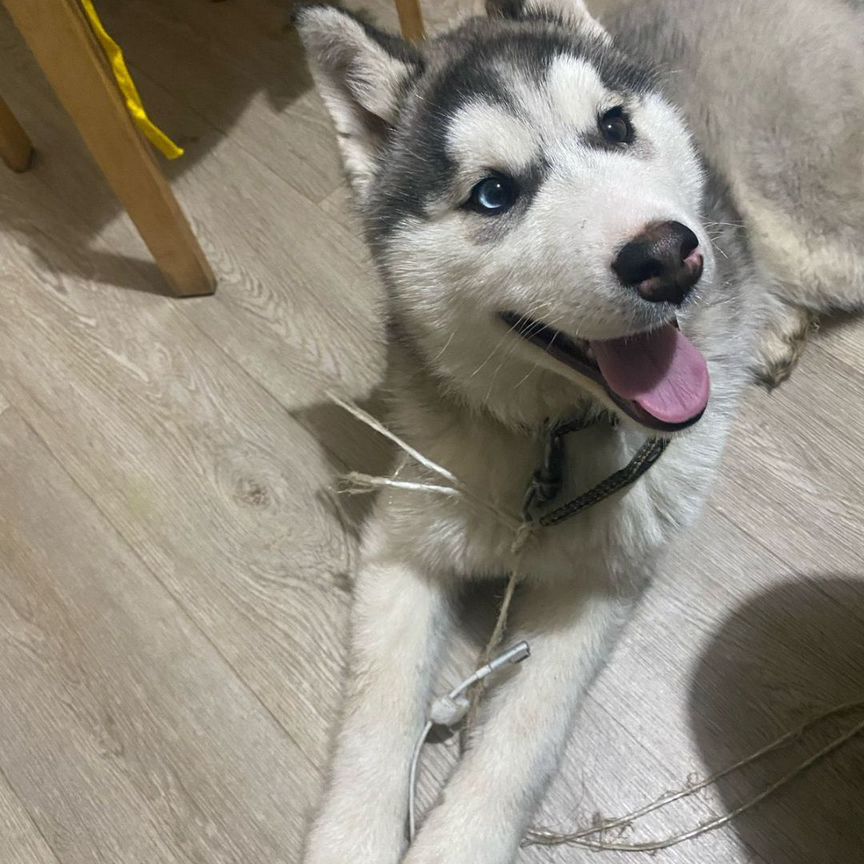 Сибирский хаски