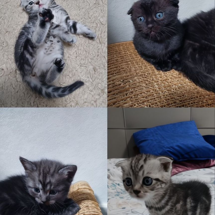 Шотландский вислоухий короткошёрстный котёнок