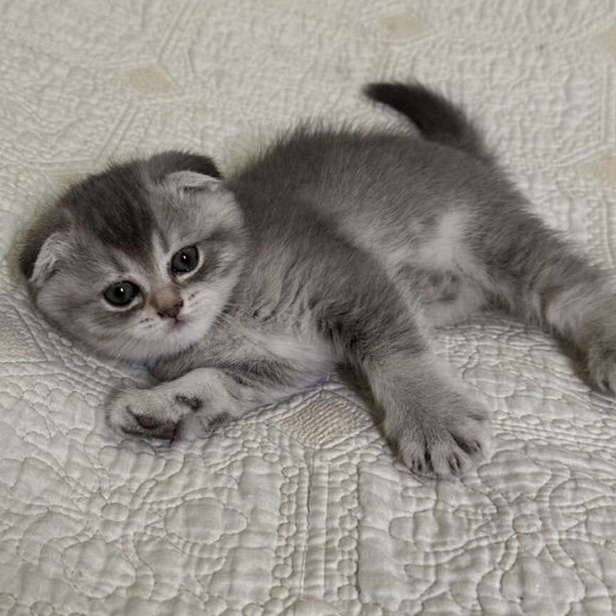 Шотландский вислоухий короткошёрстный котёнок