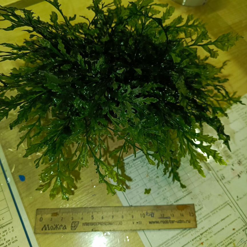 Папоротник болбитис