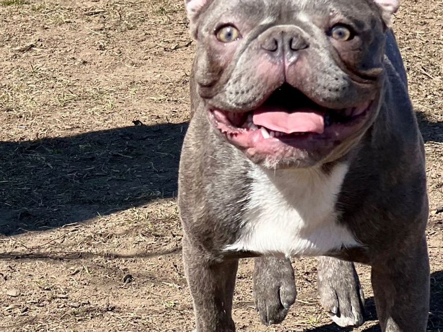 Французский бульдог