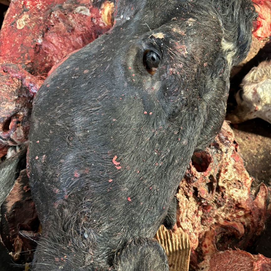 Головы говяжьи