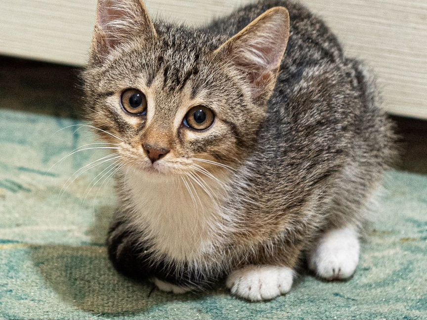 Котенок Тинки-Винки