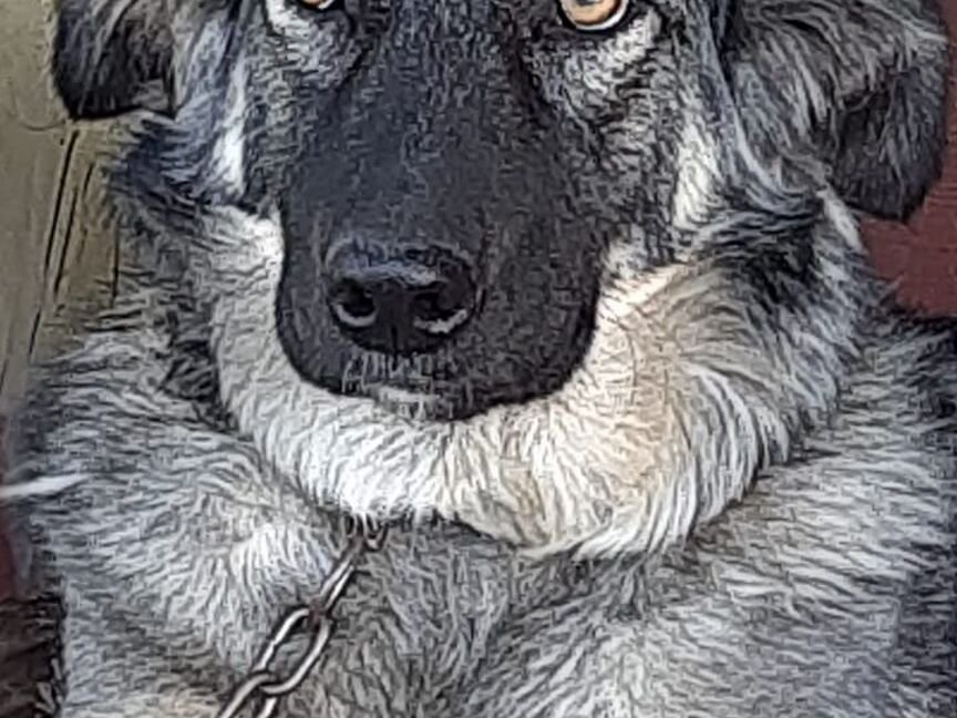 Собака в добрые руки