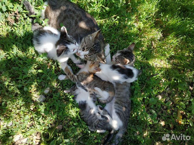 Котята в добрые руки