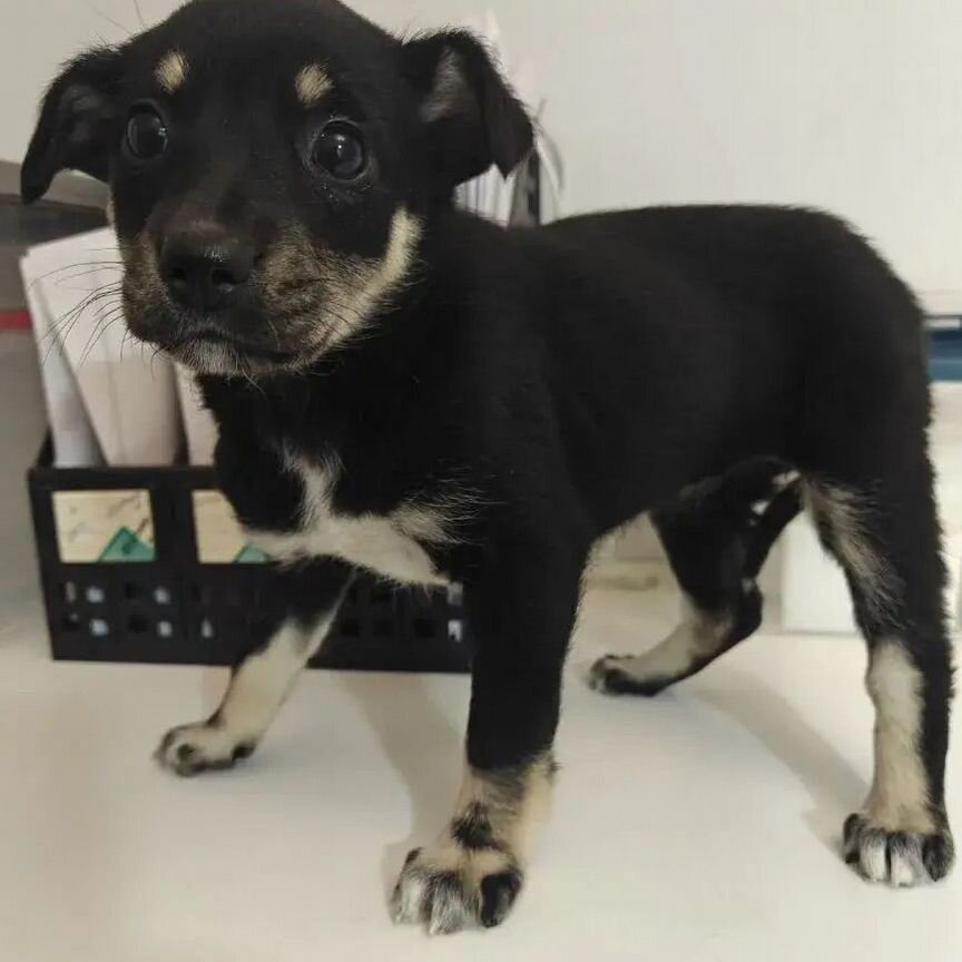 Щенок в добрые руки