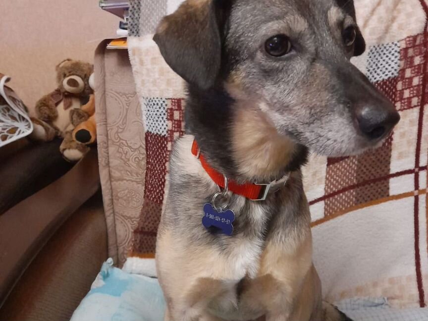 Собачка размером с левретку