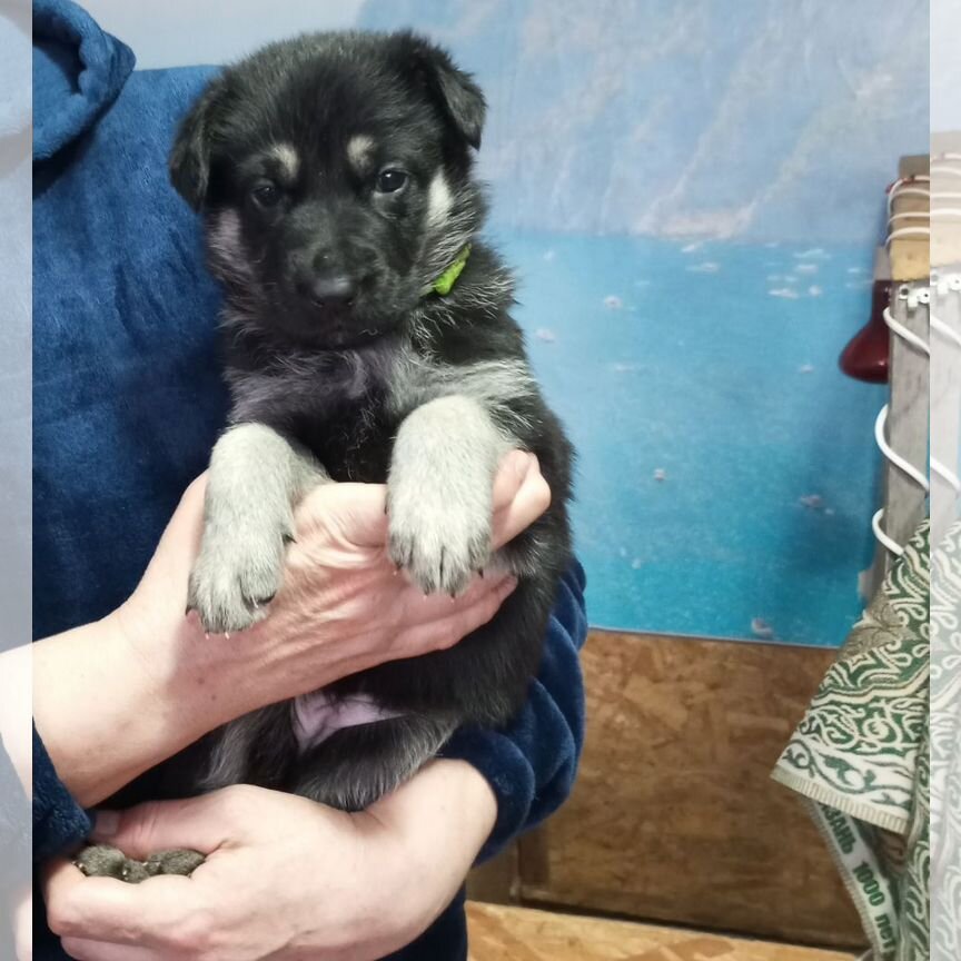 Восточноевропейская овчарка, щенок