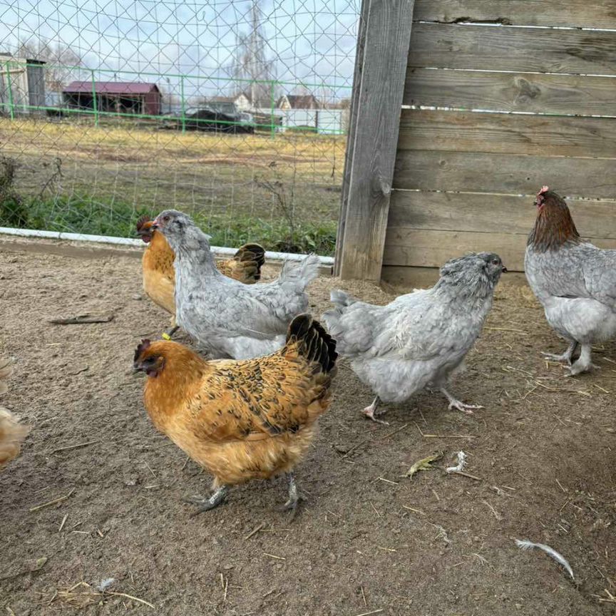 Куры Лакеданзи, Амераукан, Маран гм