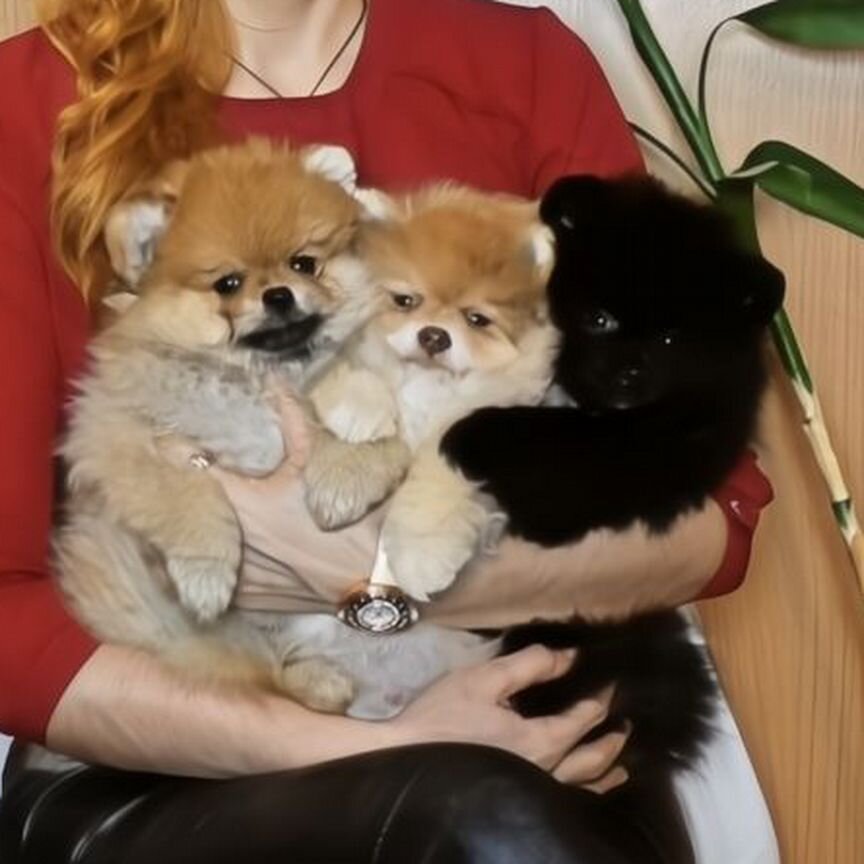 Померанский шпиц, щенок