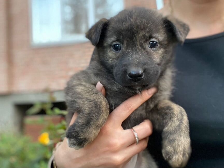 Красивый щенок в добрые руки