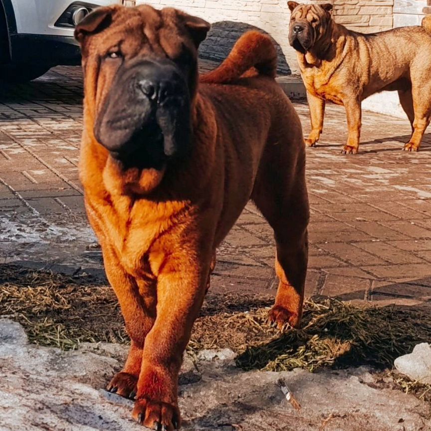 Щенки шарпей