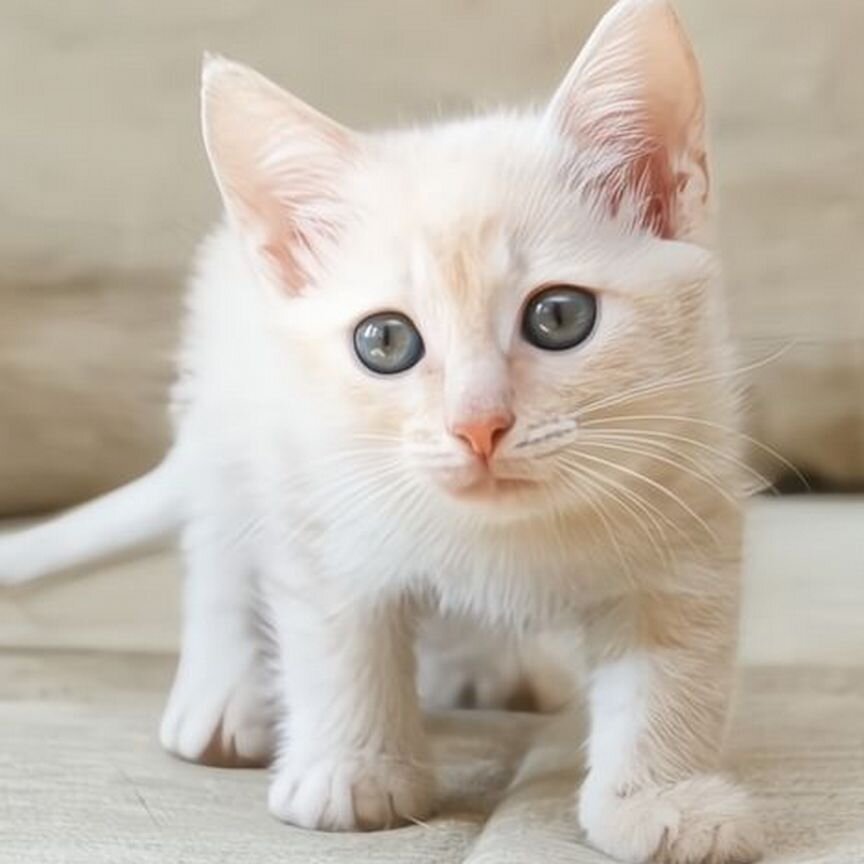 Чудо малышка котёнок