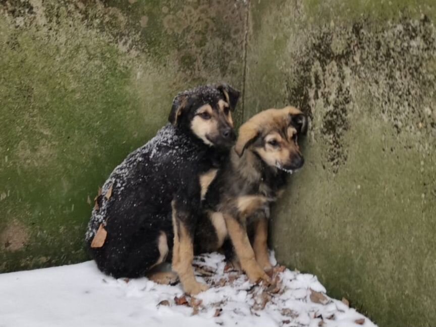 Щенки маленькой дворняжки