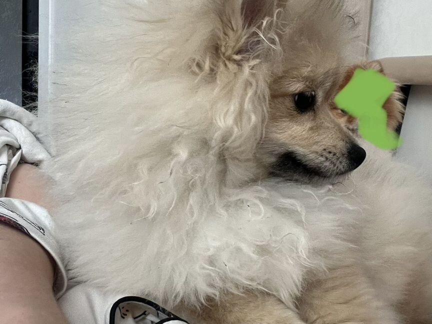 Собака шпиц