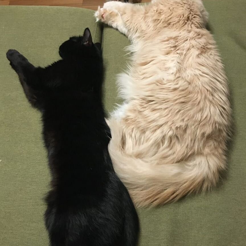 Кот в дом