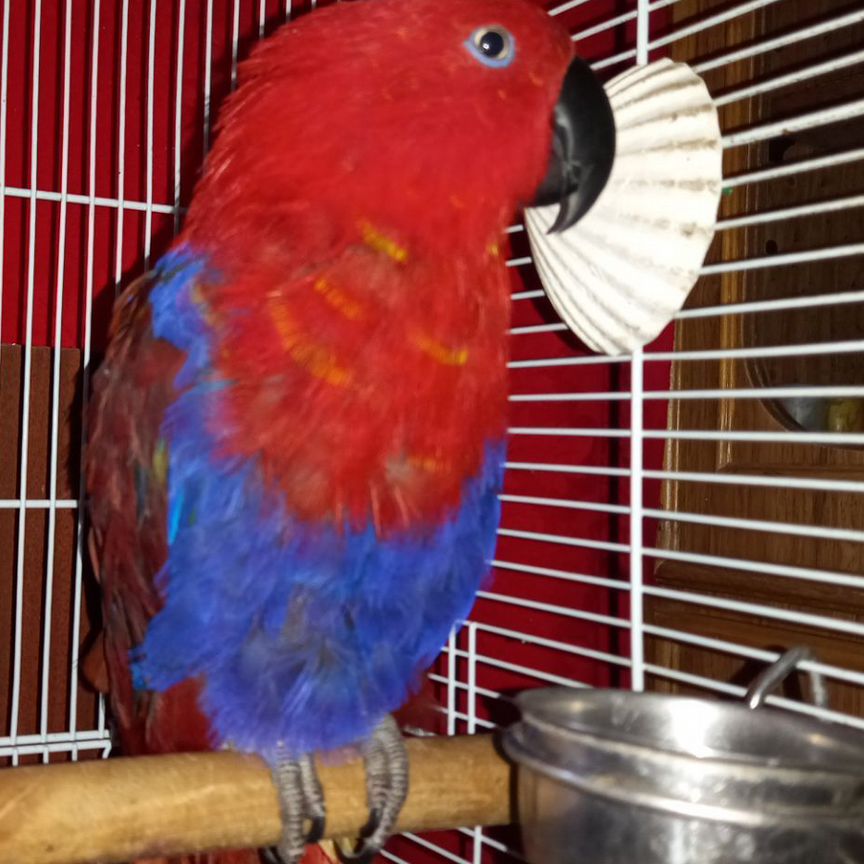 Попугай эклектус- благородный самка