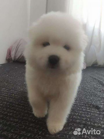 Самоедская лайка щенки