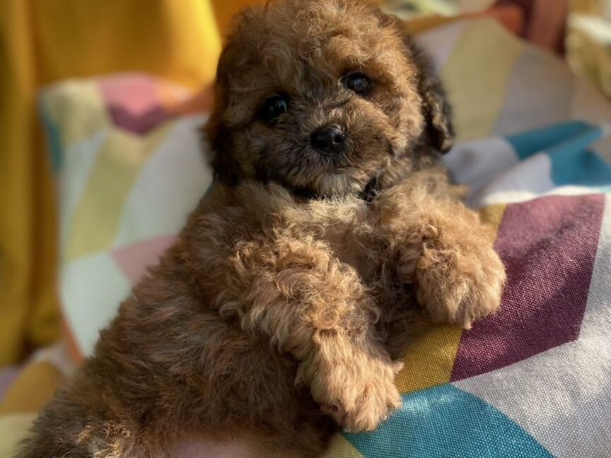 Малыш мальтипу