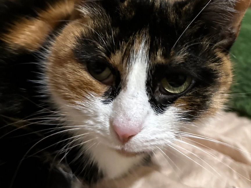 Кошка
