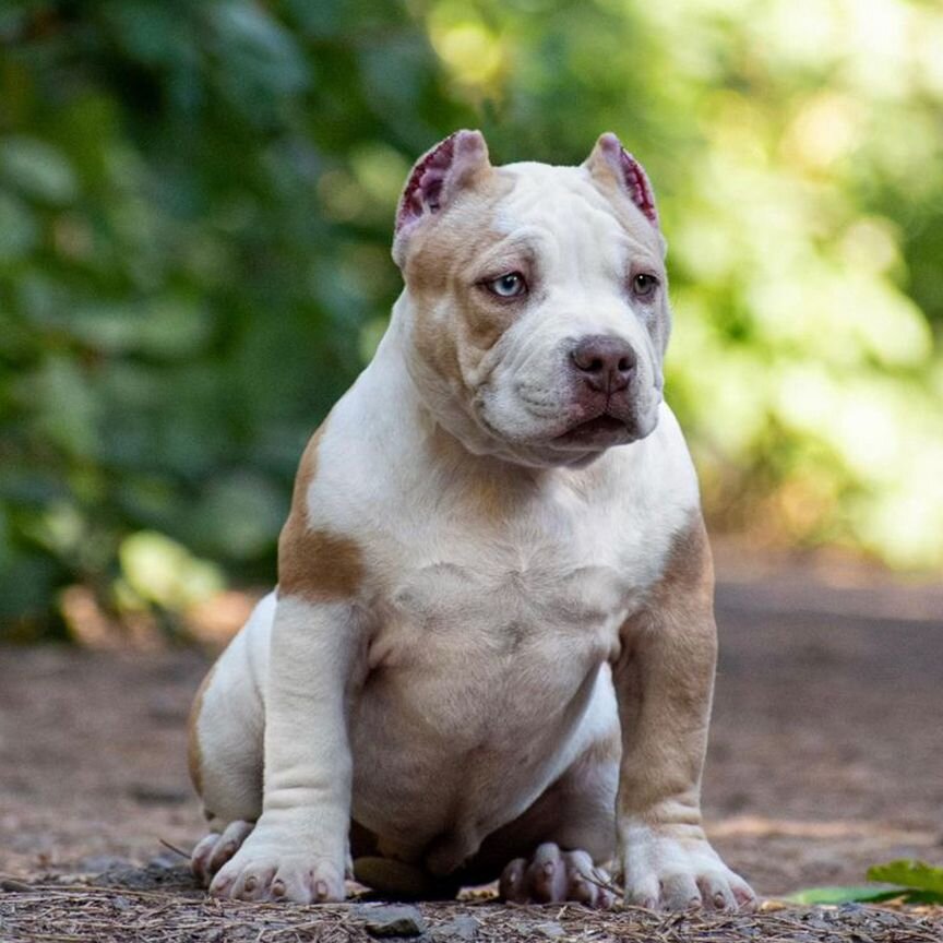 Щенок Американский булли